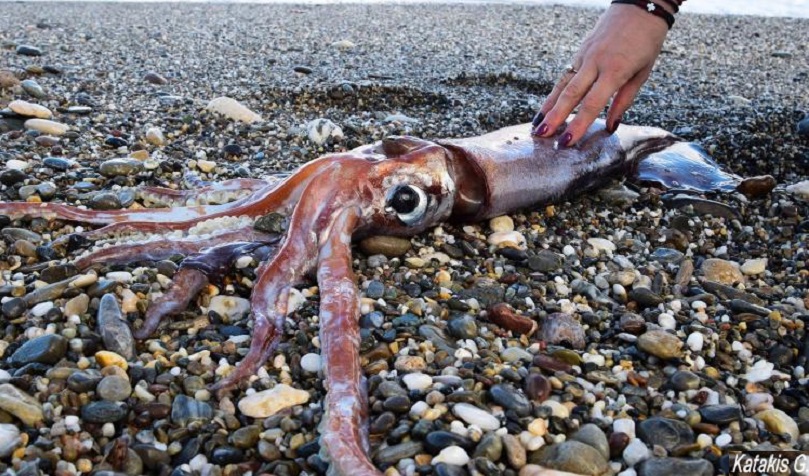Ένα καλαμάρι – γίγας ξέβρασε η θάλασσα σε παραλία της Κρήτης | φωτο ...